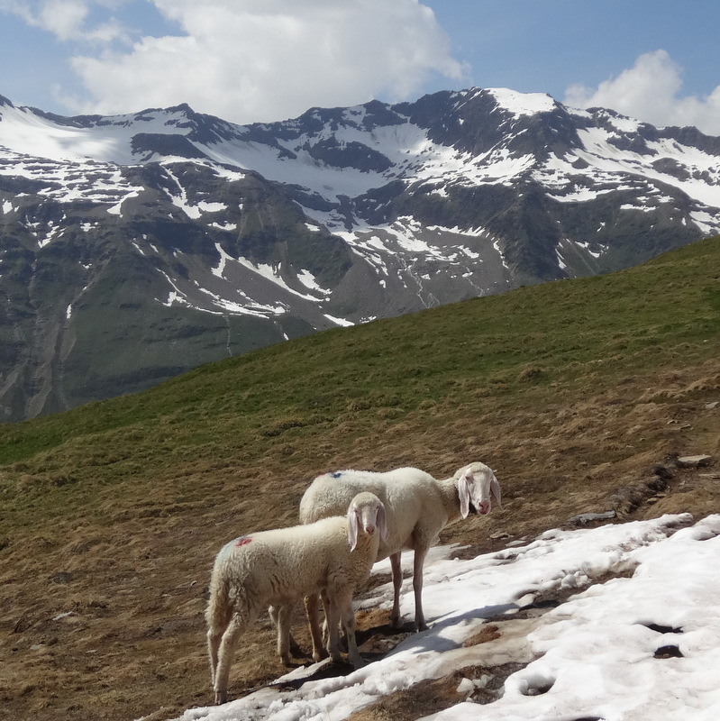 Hohe-Mut, ein Aussichtsberg der Spitzenklasse (Obergurgl, Ötztal ...