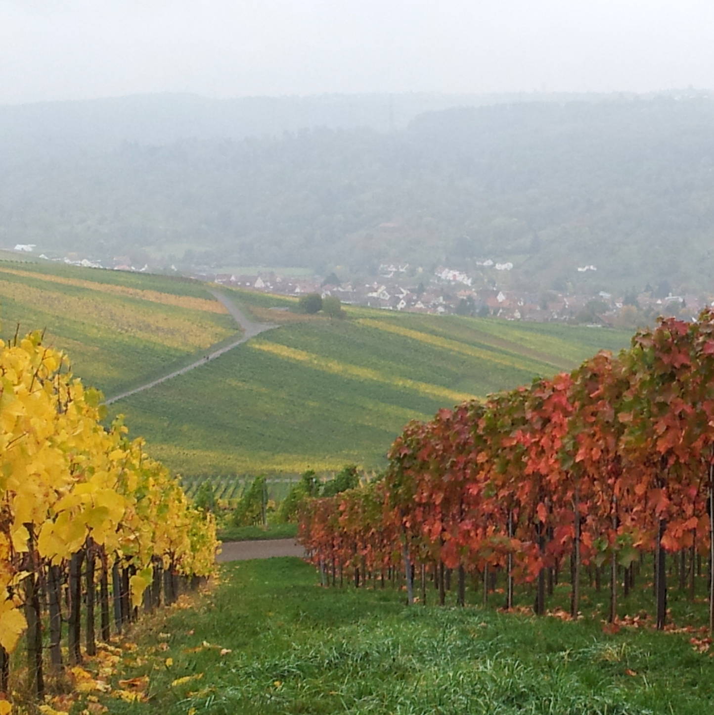In den Weinbergen bei Schnait im Remstal | Lisa Unterwegs